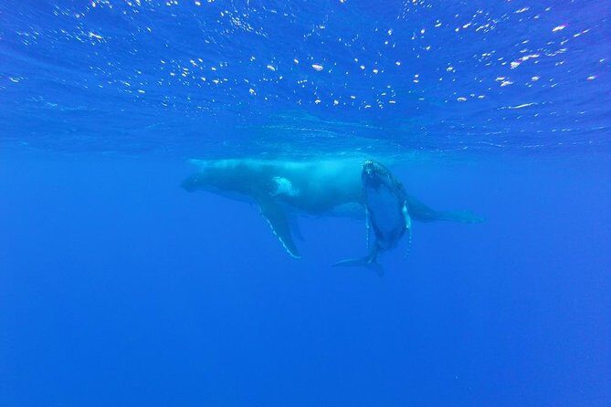 Whale Watching Tours in Bora Bora - The Experience Breakdown