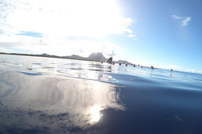 Whale Watching Tours in Bora Bora - FAQ: Your Top Questions Answered