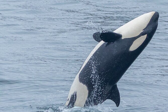 Whale Watching Winter - An In-Depth Look at the Whale Watching Experience