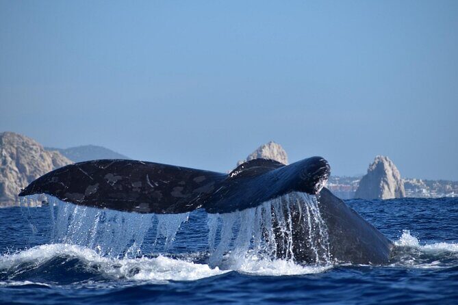Whale Watching with Arch Tour Included (Beach Time Optional) - The Landmarks and Marine Life