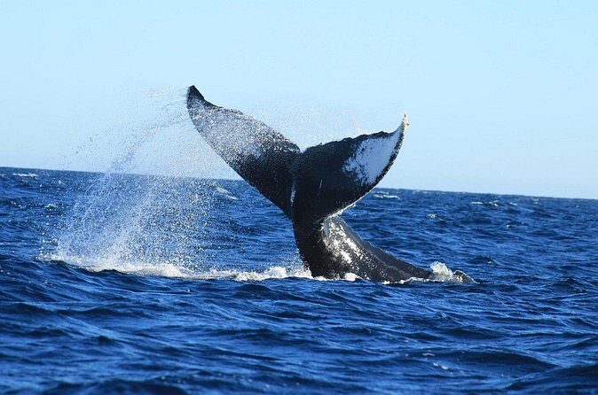 Whale Watching with Arch Tour Included (Beach Time Optional) - The Experience and Atmosphere