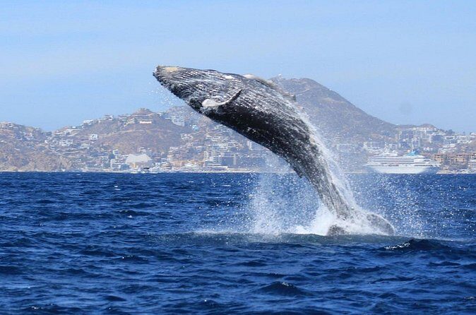 Whale Watching with Arch Tour Included (Beach Time Optional) - Price and Value