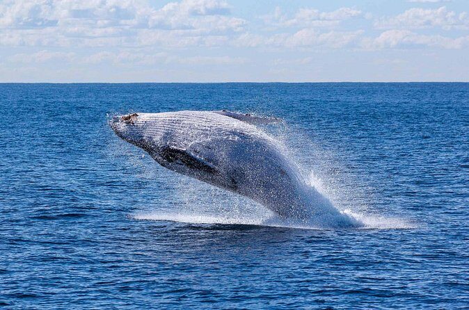 Whale Watching with Arch Tour Included (Beach Time Optional) - Practical Tips for Travelers