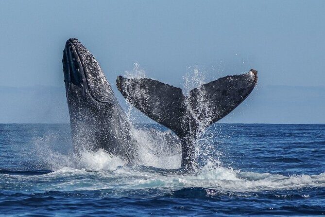 Whale Watching with Arch Tour Included (Beach Time Optional) - FAQ