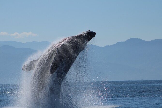 Whale Watching with Biologist and Hydrophone in Puerto Vallarta - Key Points