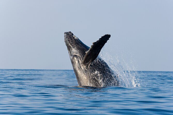 Whale Watching with Lunch and transportation included - Discover the Wonders of Cabo San Lucas’ Whale Watching Adventure