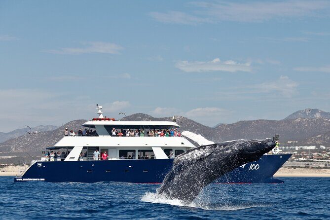 Whale Watching with Lunch and transportation included - An In-Depth Look at the Cabo Whale Watching Tour