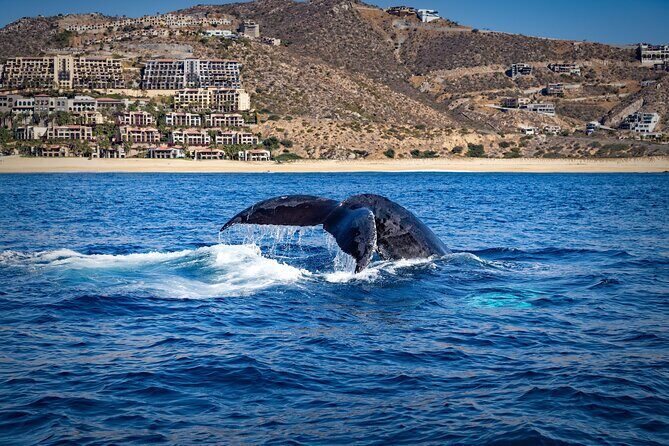 Whale Watching with Lunch and transportation included - Frequently Asked Questions