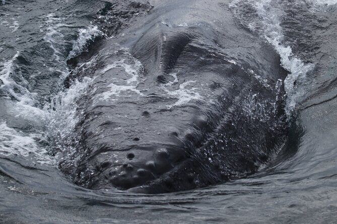 Whale Wonders Morning Expedition from Reykjavík - A Closer Look at the Whale Wonders Morning Expedition
