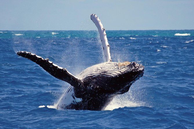 Whales and Dolphins Watching Mirissa - Key Points