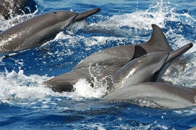 Whales and Dolphins Watching Mirissa - Practical Tips for Participants