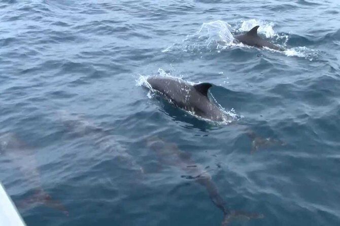 Whales and Dolphins Watching Mirissa - Who Should Sign Up?