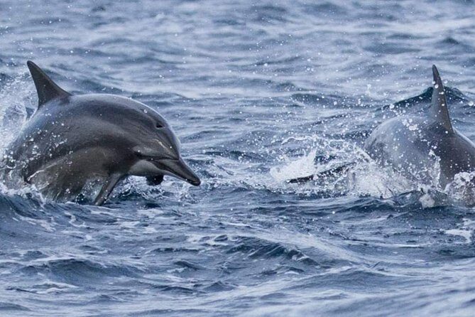 Whales and Dolphins Watching Mirissa - The Sum Up
