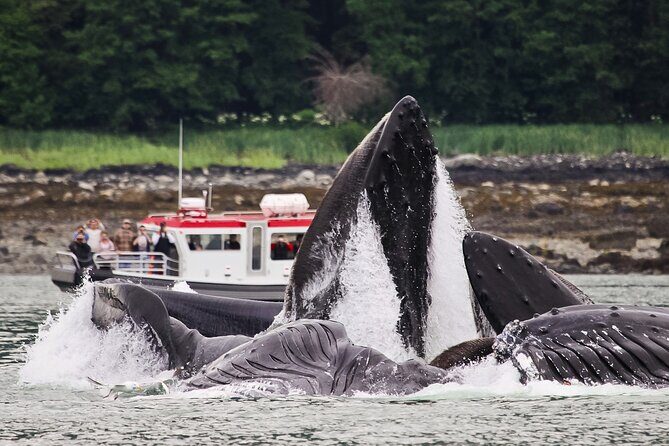 Whales and Wilderness Exploration - Authentic Encounters and What You Really Get