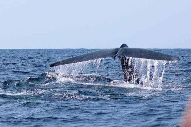 Whales & Dolphin Watching Day Tour including Handunugoda Teafactory - Discovering Sri Lanka’s Marine Giants: Whale & Dolphin Watching at Mirissa