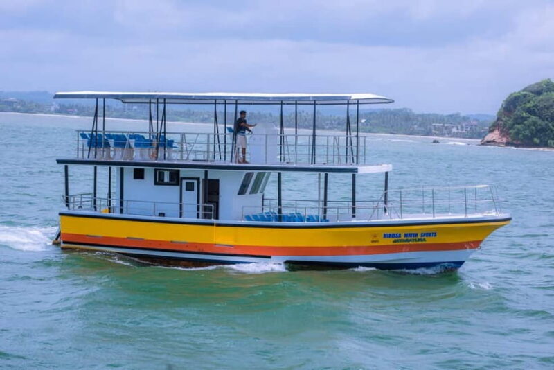 Whales & Dolphin Watching with The Pioneers - Key Points