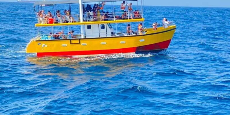 Whales & Dolphin Watching with The Pioneers - The Detailed Experience