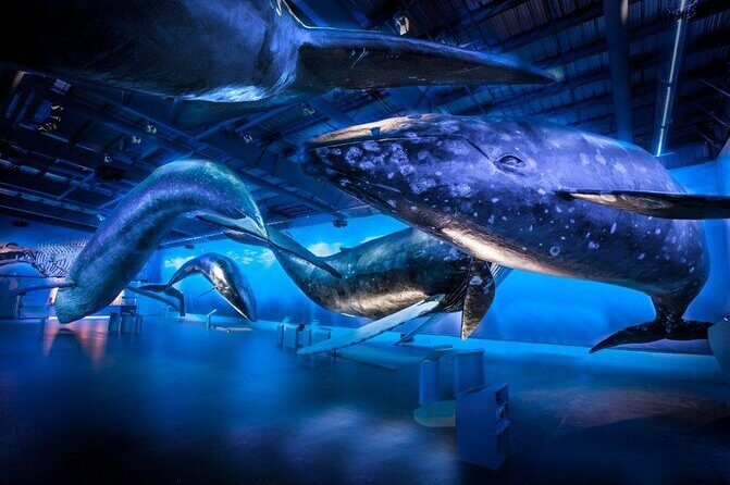 Whales of Iceland from Land and Sea - Discovering Whales of Iceland from Land and Sea: A Practical Review