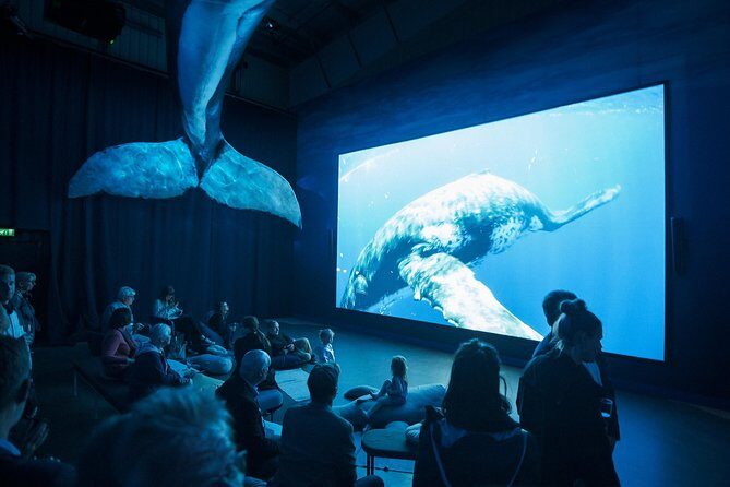 Whales of Iceland from Land and Sea - FAQ