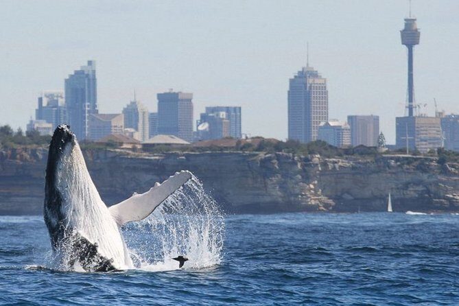 Whales of Sydney Sea Safari - A Closer Look at the Experience