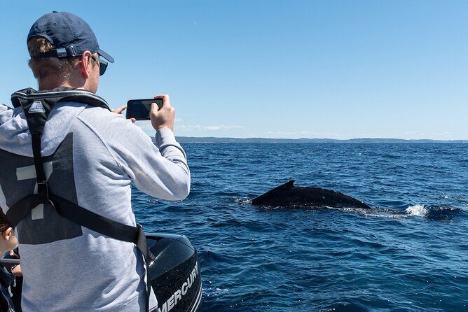 Whales of Sydney Sea Safari - Authentic Insights from Past Participants