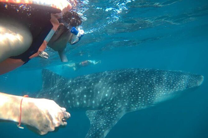 whaleshark, snorkeling with a giant sea - Key Points