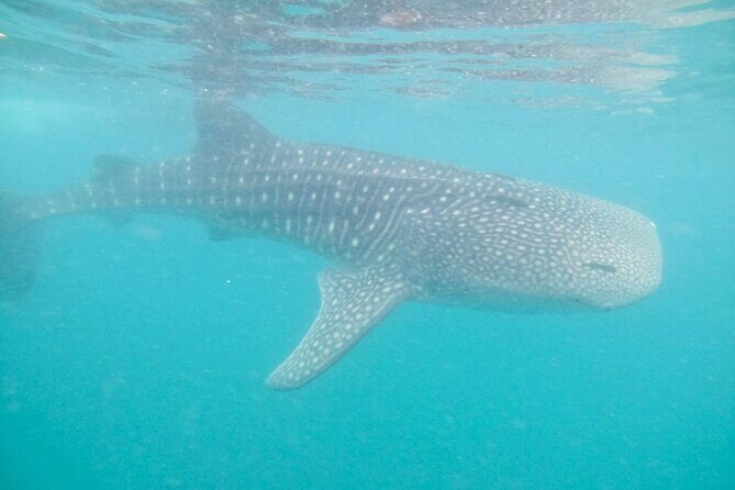whaleshark, snorkeling with a giant sea - The Itinerary in Detail: What You Can Expect