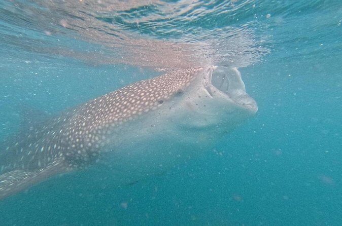 whaleshark, snorkeling with a giant sea - Practical Tips for Your Whale Shark Tour