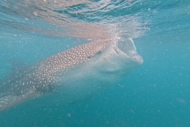 whaleshark, snorkeling with a giant sea - The Sum Up