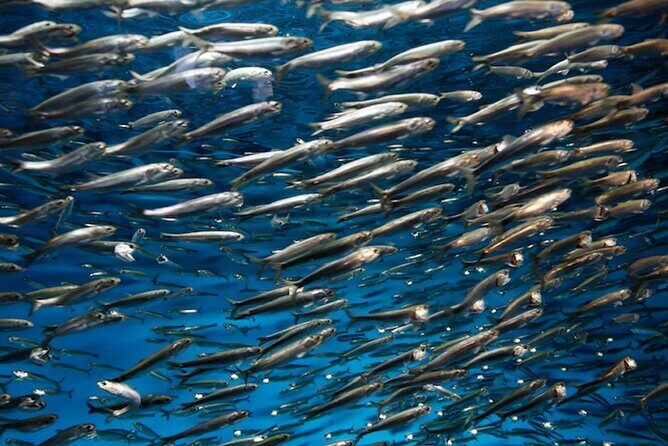 Whaleshark & Sumilon Is and Moalboal Sardines & Turtle Tour - Final Thoughts