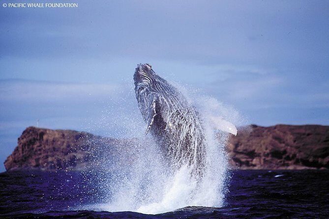 Whalewatch Deluxe Tour from Ma'alaea Harbor - Setting the Scene: What to Expect