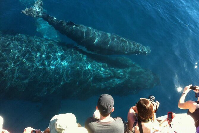 Whalewatch Deluxe Tour from Ma'alaea Harbor - Final Verdict: Is This Tour for You?