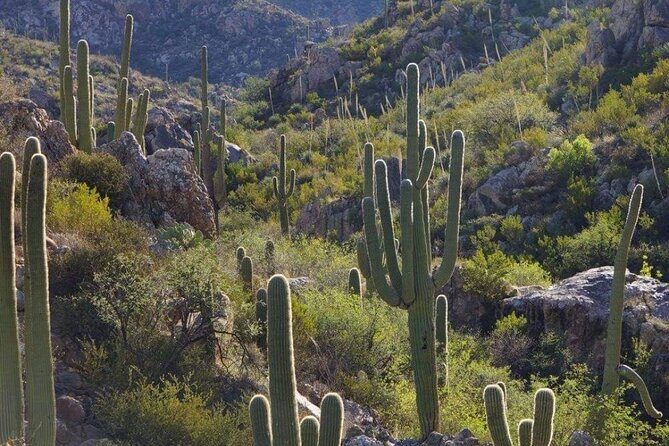 When Nature Calls - Exploring the Sonoran Desert - Final Thoughts