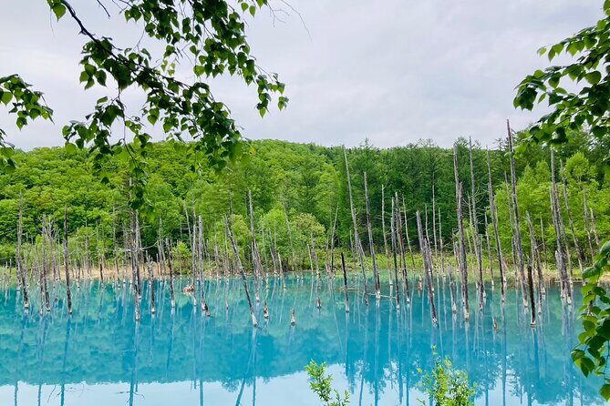 Wherever you want! 1-Day Private Tour from Sapporo to Furano more - An Honest Look at a 1-Day Private Tour from Sapporo to Furano and Beyond