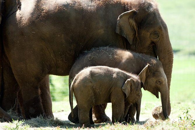 Whipsnade Zoo Entry Ticket - Introducing Our Review of the Whipsnade Zoo Entry Ticket Experience