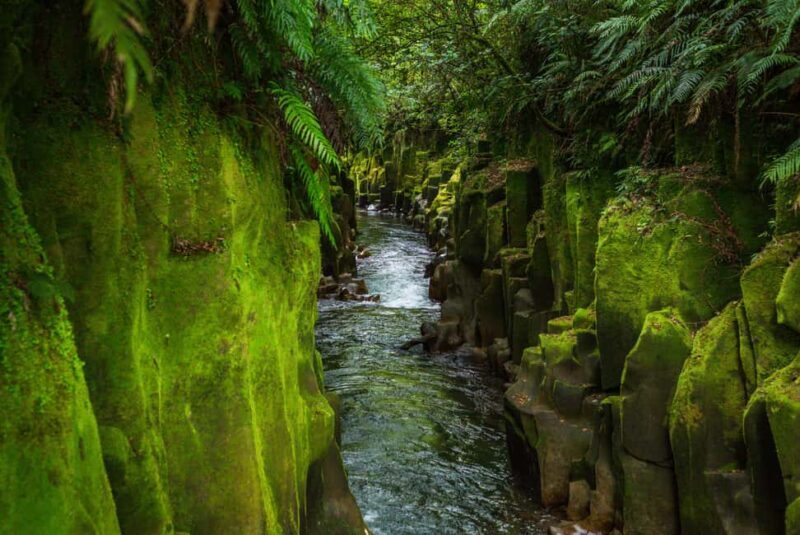 Whirinaki Forest Footsteps Guided Walking tour - An In-Depth Look at the Experience