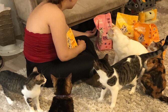 Whiskers & Coffee: Relax and Play with Adorable Cats - Whiskers & Coffee: Relax and Play with Adorable Cats – A Visit to Bilbao’s Cozy Cat Cafe