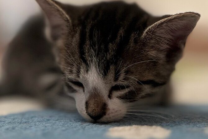 Whiskers & Coffee: Relax and Play with Adorable Cats - FAQ