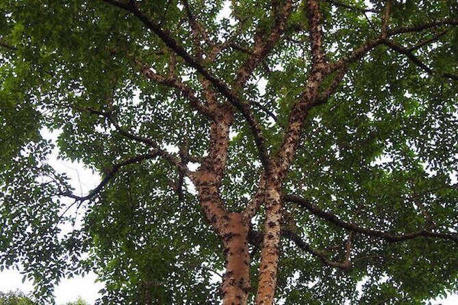 Whispers of the Cemetery Nature Walk - Why This Tour Offers Great Value