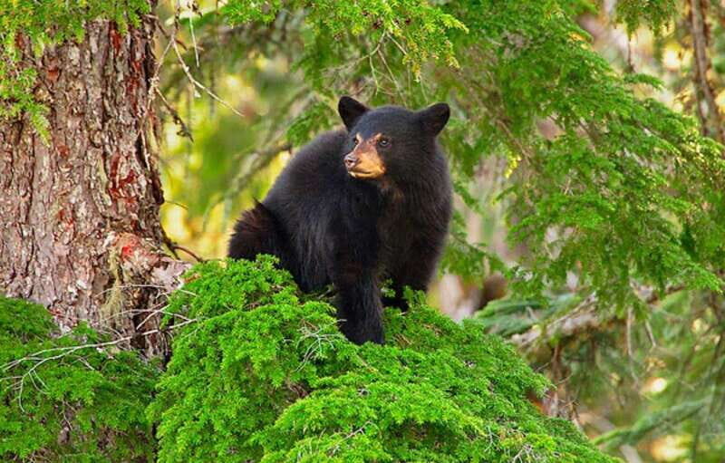 Whistler: Afternoon Bears Spotting Tour in Land Rover - An In-Depth Look at the Whistler Bear Tour Experience