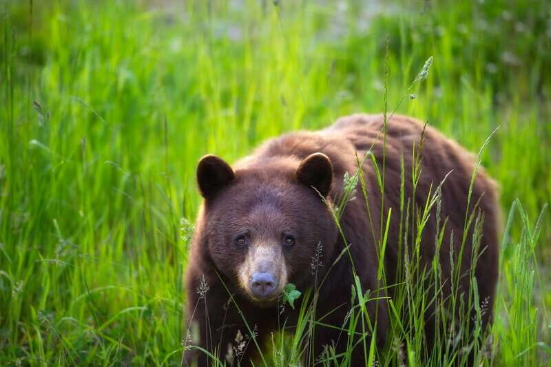 Whistler: Afternoon Bears Spotting Tour in Land Rover - The Sum Up
