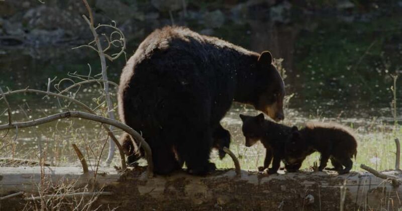 Whistler: Afternoon/Evening Bear Viewing Scenic Tour - Who Will Appreciate This Tour?
