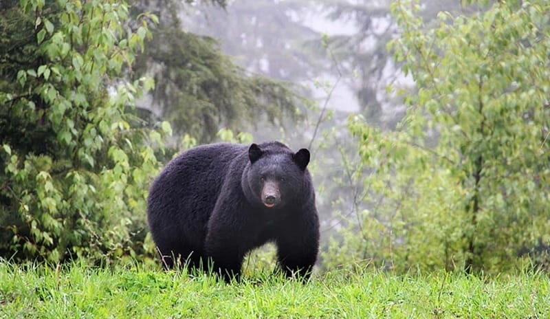 Whistler: Morning with the Bears Land Rover Scenic Excursion - Guest Experiences and Tips