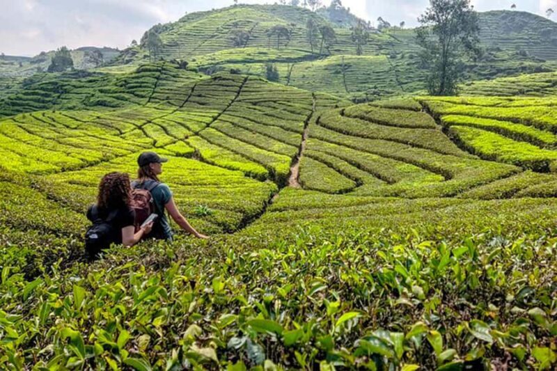 White Crater, Tea Field, Suspension Bridge & Hot Spring Tour - The Itinerary in Detail: What to Expect