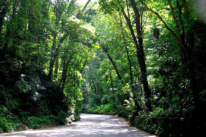White River Tubing and OchoRios Highlight View Scenic Fern Gully - A Balanced Perspective