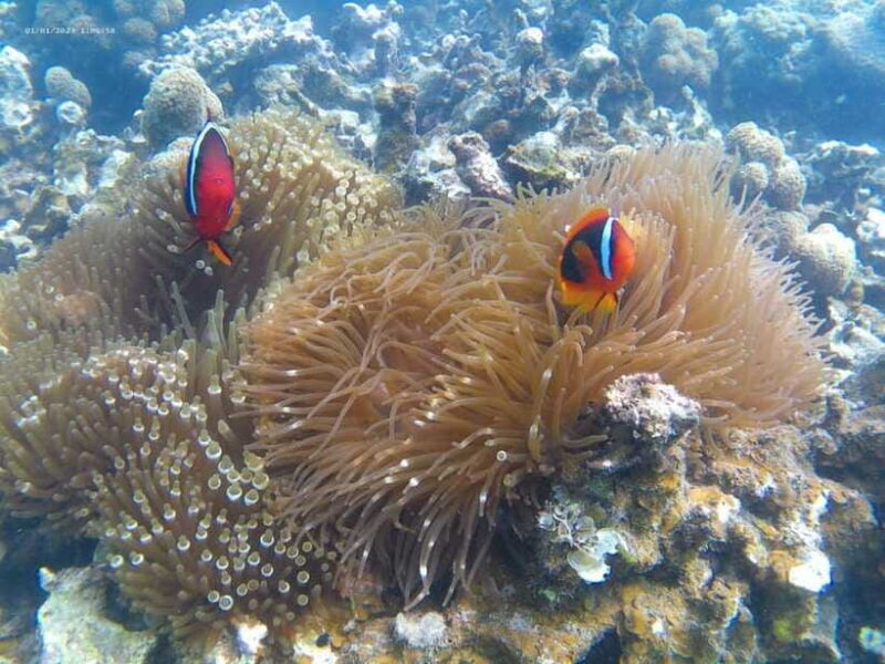 White Sand Island - Snorkeling and Kayaking - Who Should Consider This Tour?