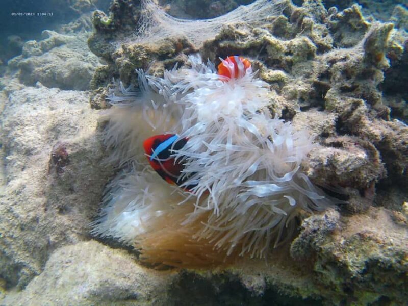 White Sand Island - Snorkeling and Kayaking - FAQ