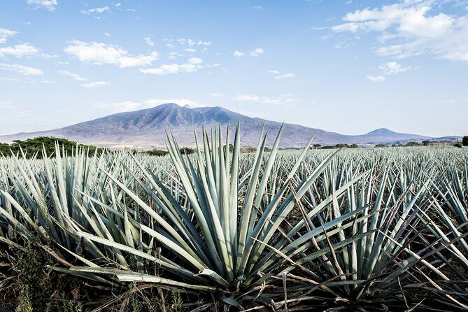 White Sands National Park Self-Guided Driving & Walking Tour - What Travelers Say