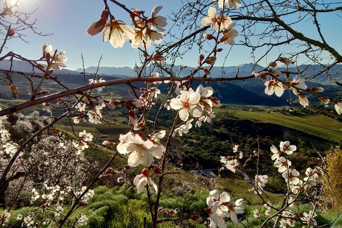 White Villages & Ronda 2 Days Tour from Seville - Who Should Consider This Tour?