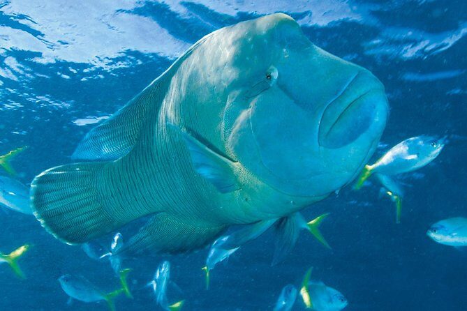 Whitehaven Beach and Hill Inlet Lookout Snorkeling Cruise - FAQ: Your Quick Guide to the Whitehaven Beach & Hill Inlet Snorkeling Cruise